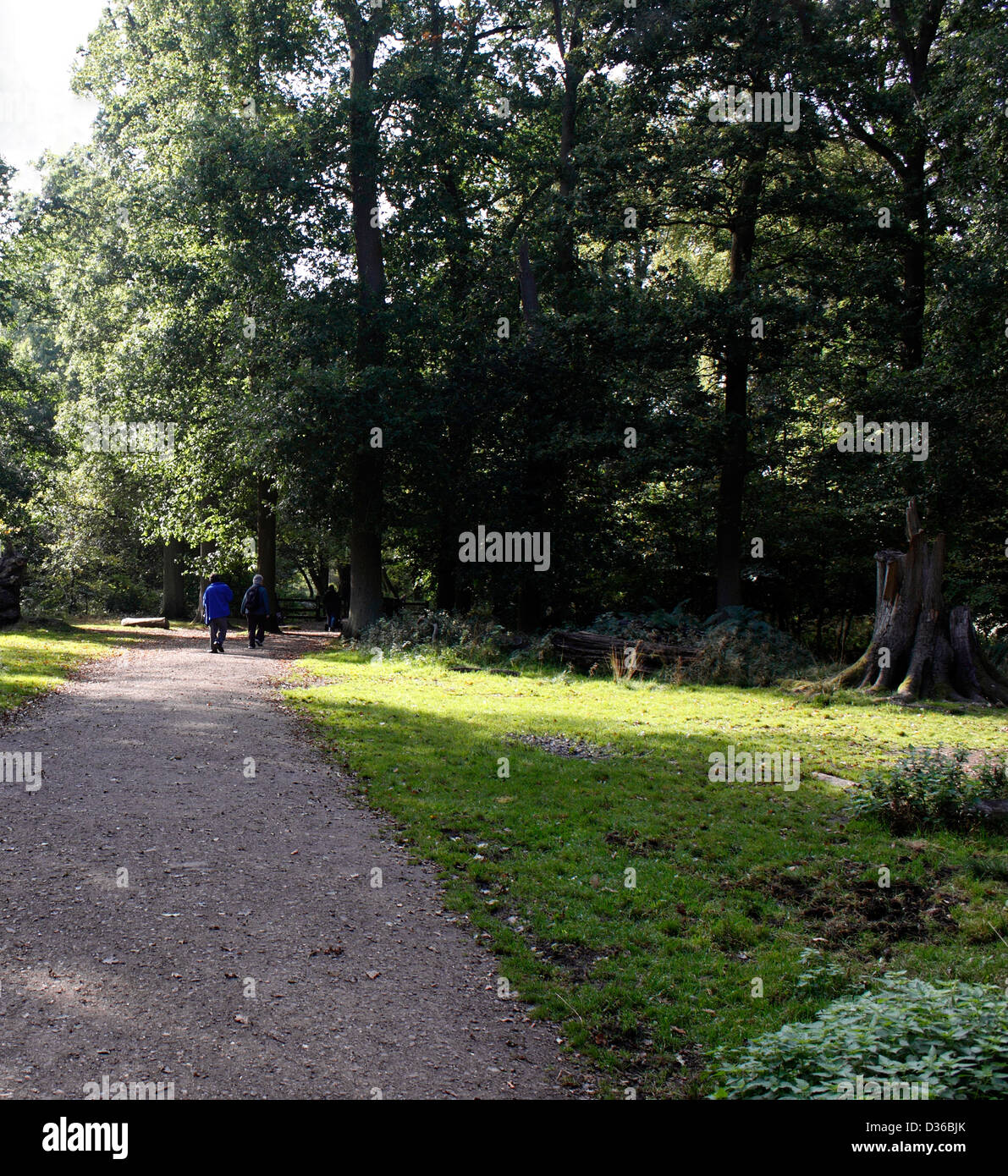 Rural path shaded by trees hi-res stock photography and images - Alamy
