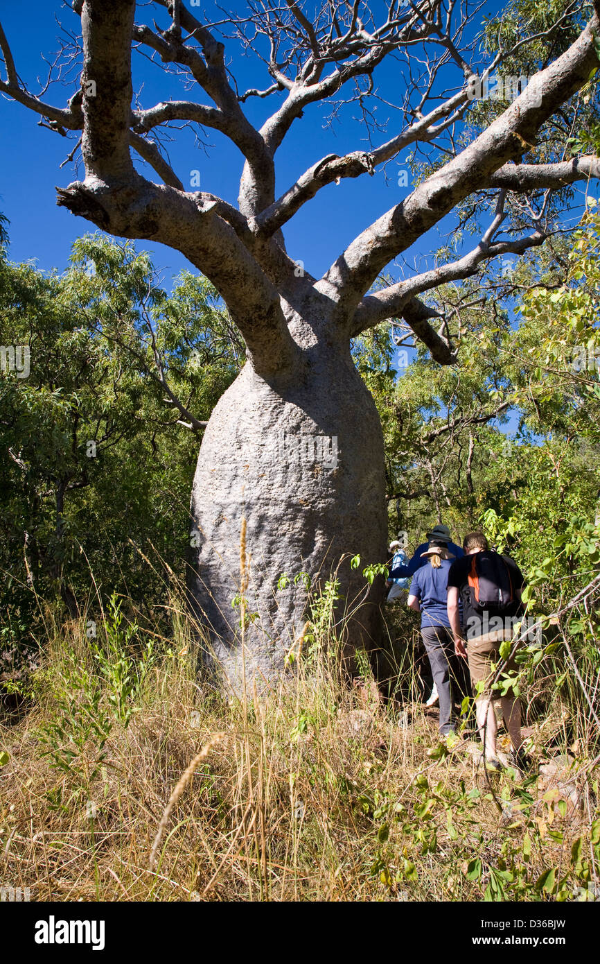 Tree Bulbous Trunk Stock Photos & Tree Bulbous Trunk Stock Images - Alamy