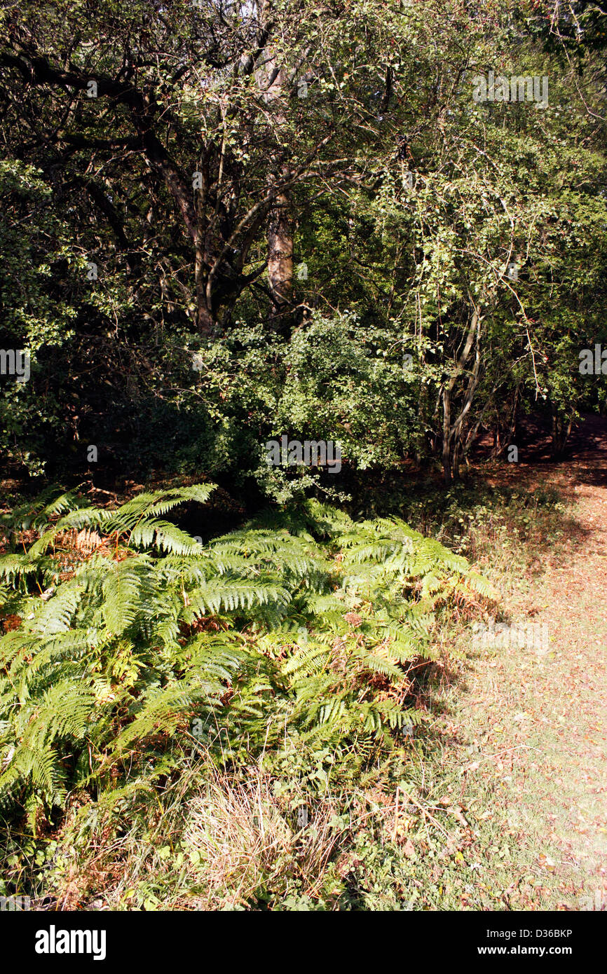 English woodland ferns hi-res stock photography and images - Alamy