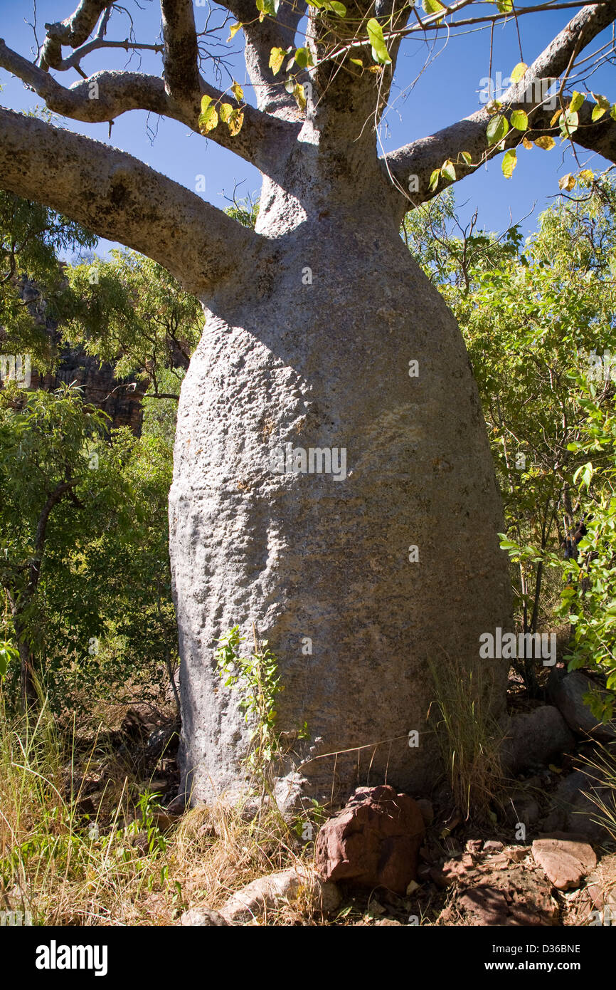 Boab tree, Kimberley region, Raft Point, Collier Bay, Western Australia ...