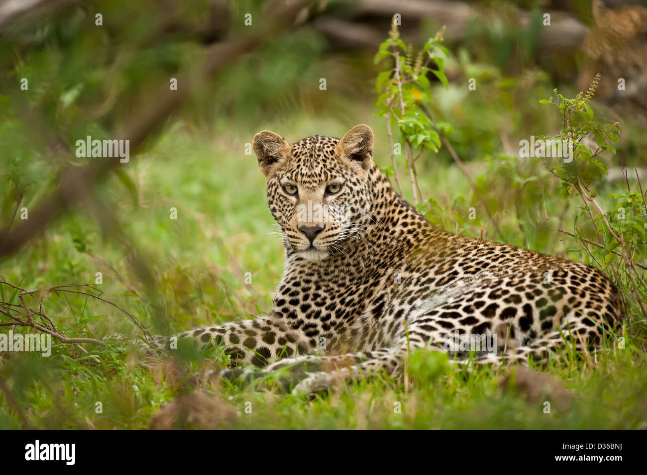 Leopard laying hi-res stock photography and images - Alamy