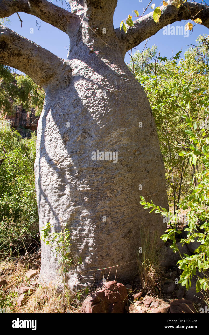 Tree Bulbous Trunk High Resolution Stock Photography and Images - Alamy
