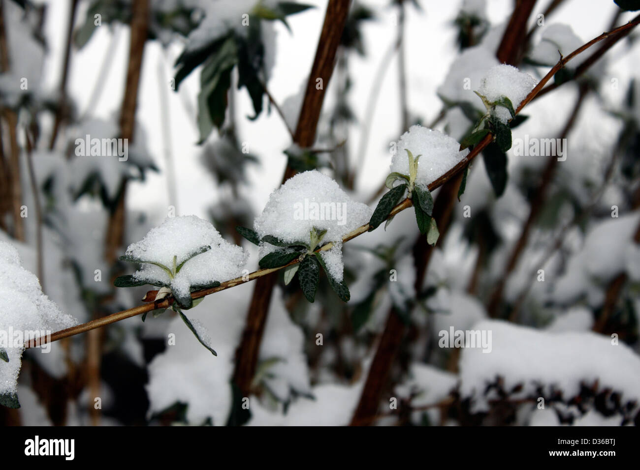 SNOW COVERED BUDDLEJA DAVIDII IN WINTER. UK Stock Photo - Alamy