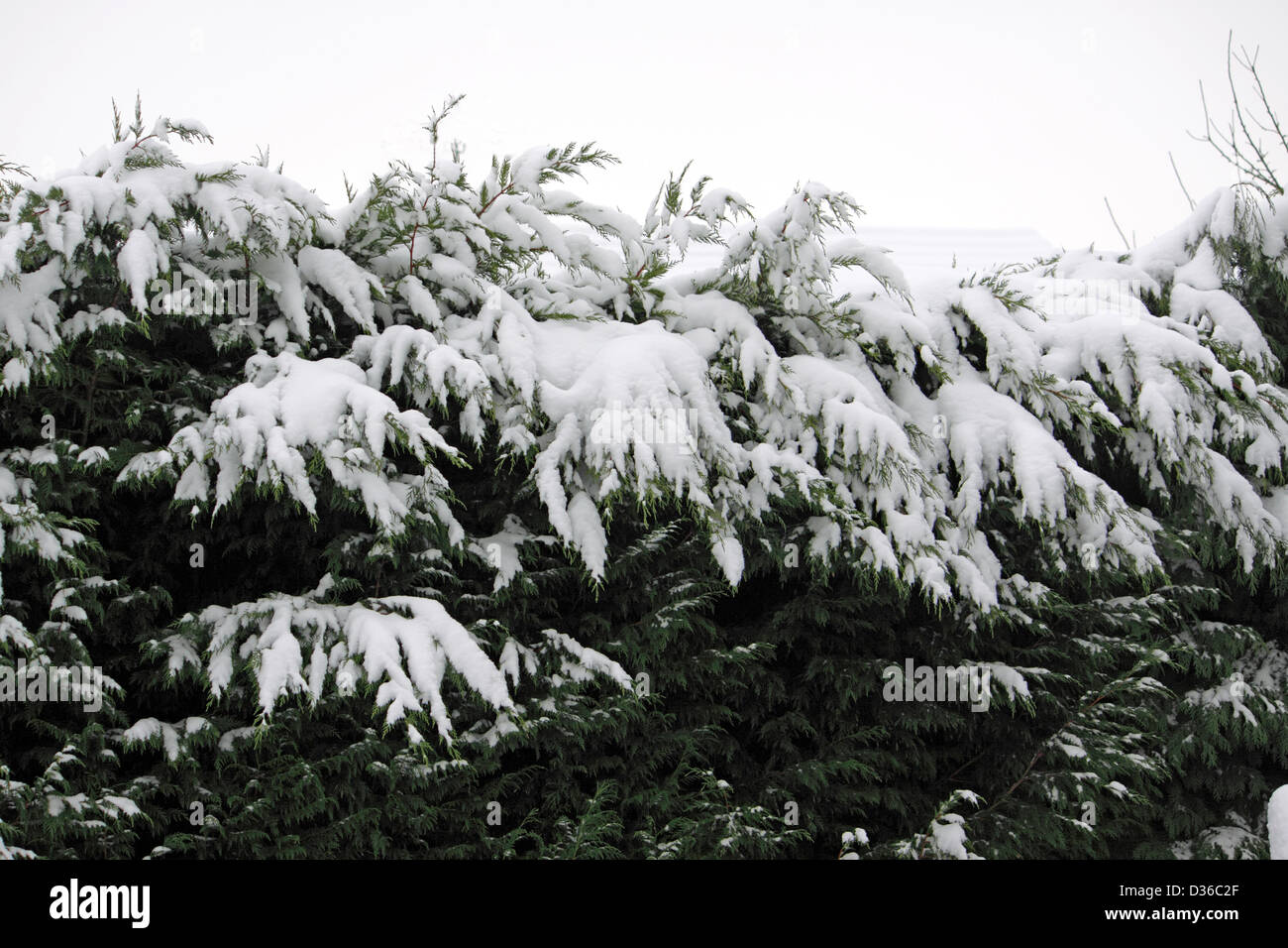 SNOW COVERED CONIFERS IN AN ENGLISH GARDEN Stock Photo - Alamy