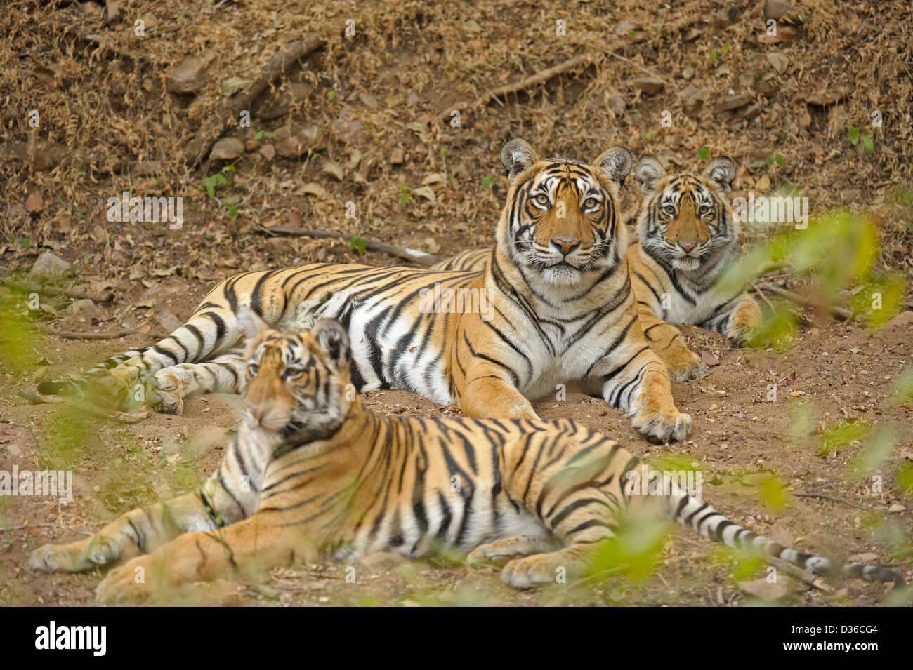 Tigress with her cubs in Ranthambhore tiger reserve, India Stock Photo ...