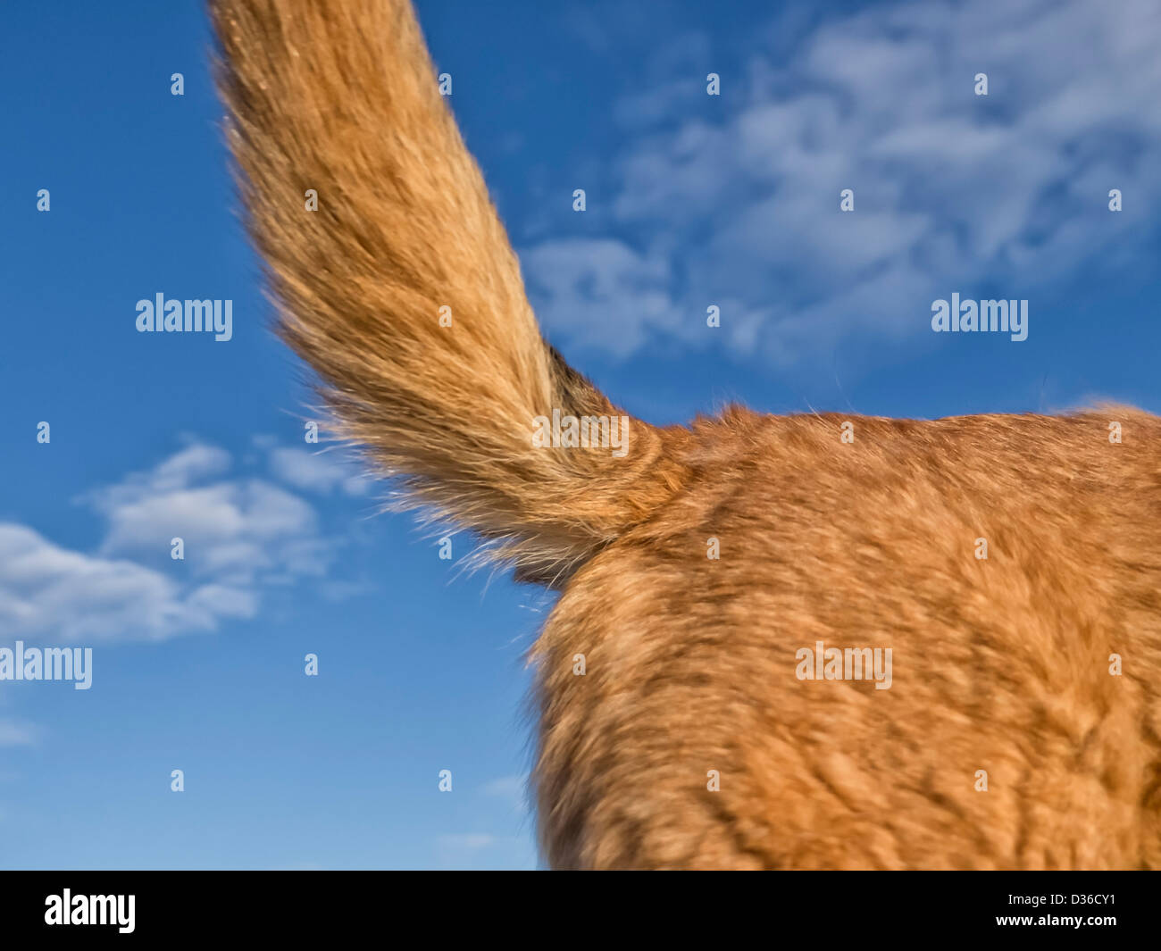 Wetterhoun Wags Its Tail