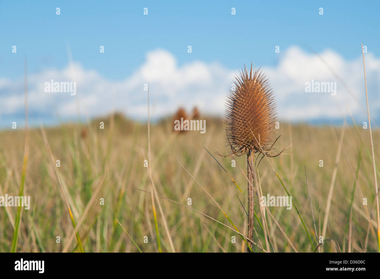 A dried wild teasel (Dipsacus fullonum) head in an autumn meadow in ...
