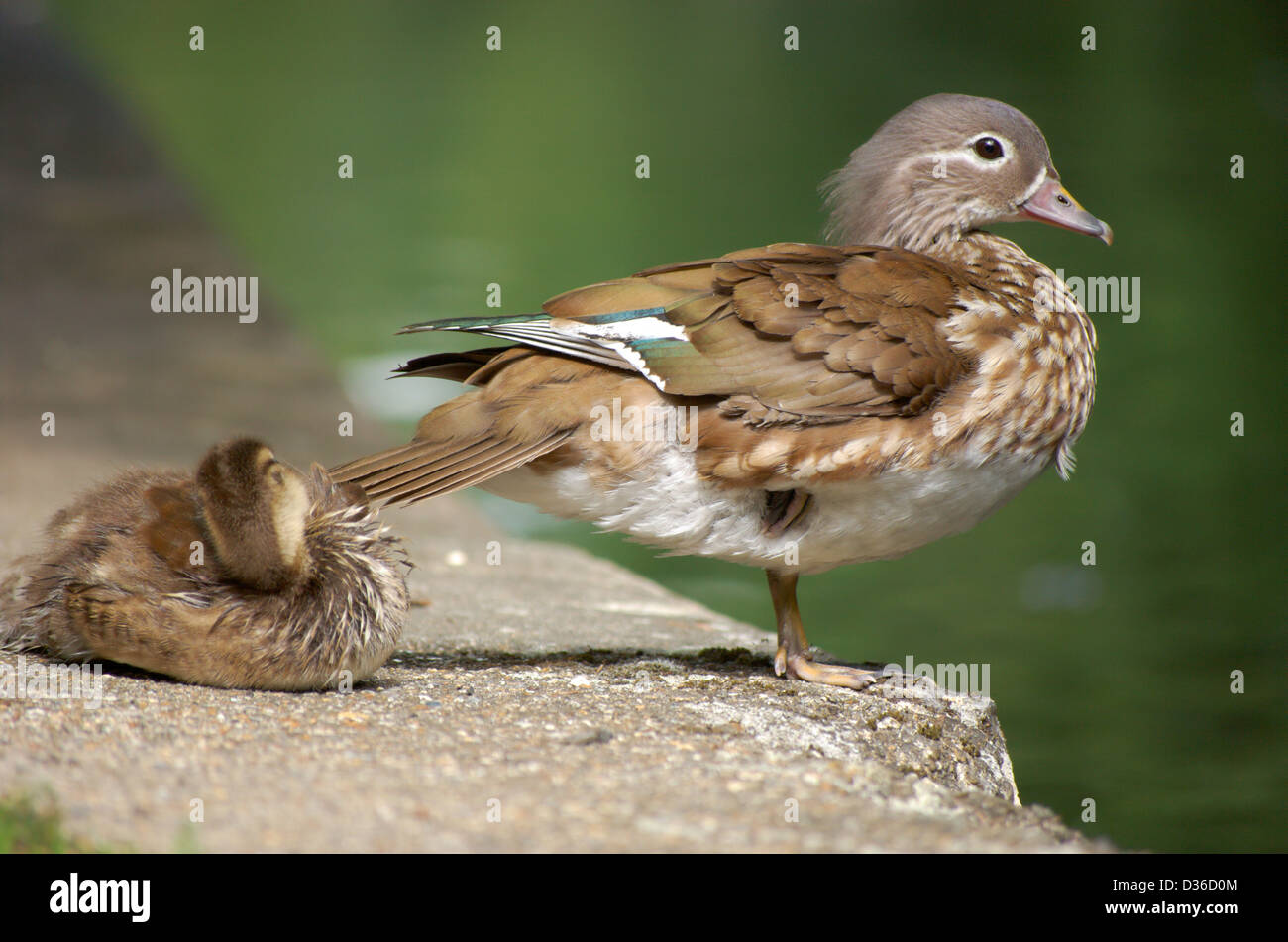 Mother and baby mandarin duck hi-res stock photography and images - Alamy