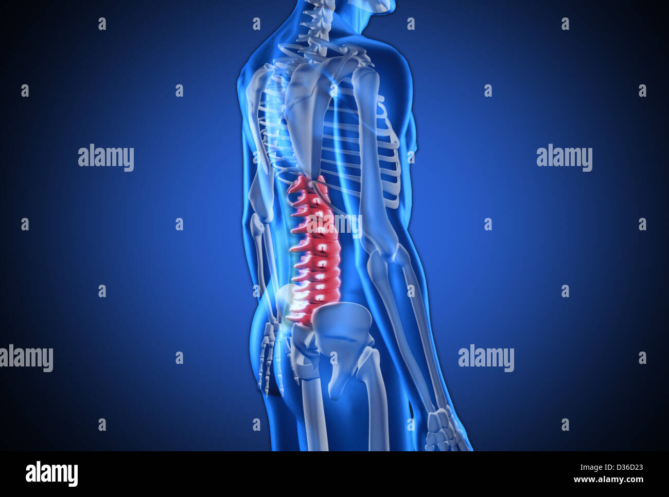 Digital blue human with highlighted spine Stock Photo - Alamy