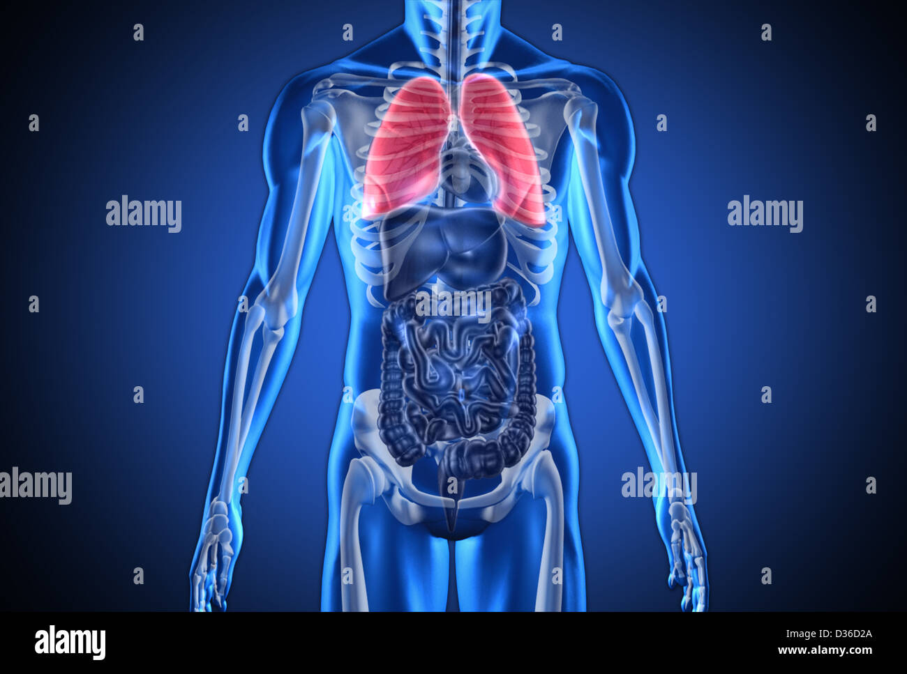 Liver and lungs hi-res stock photography and images - Alamy