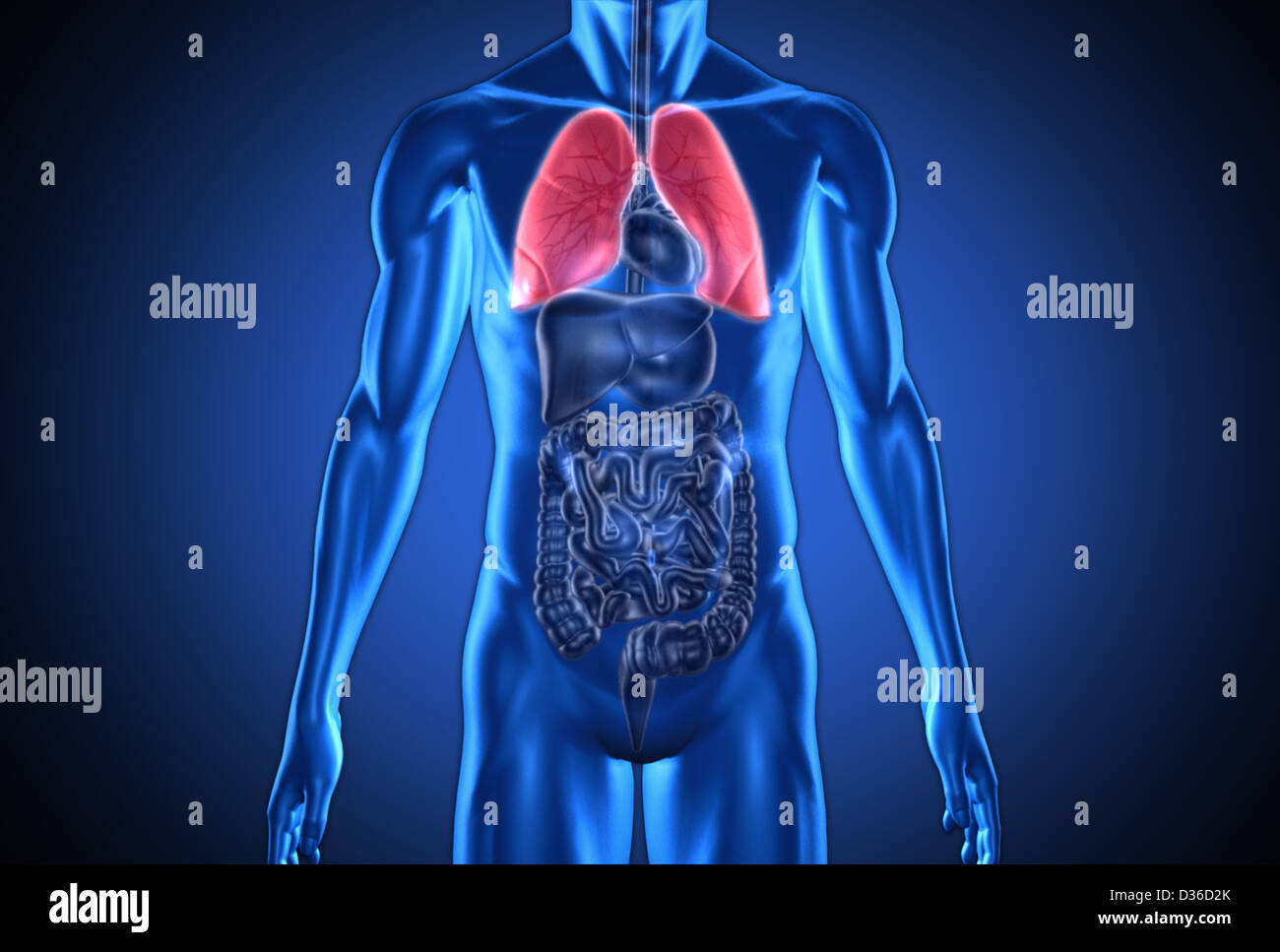 Liver and lungs hi-res stock photography and images - Alamy