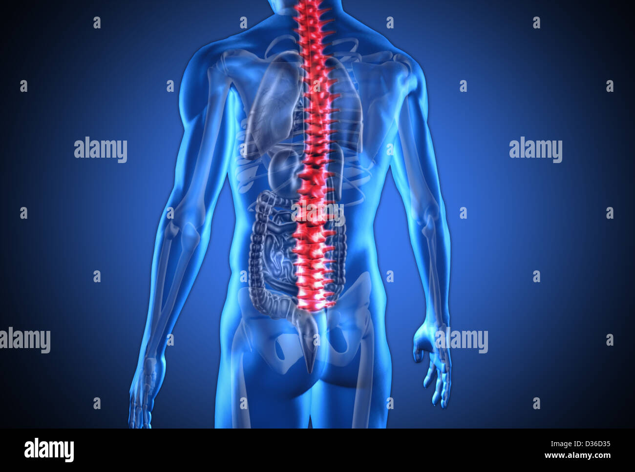 Digital blue human with highlighted red spine and visible organs Stock ...