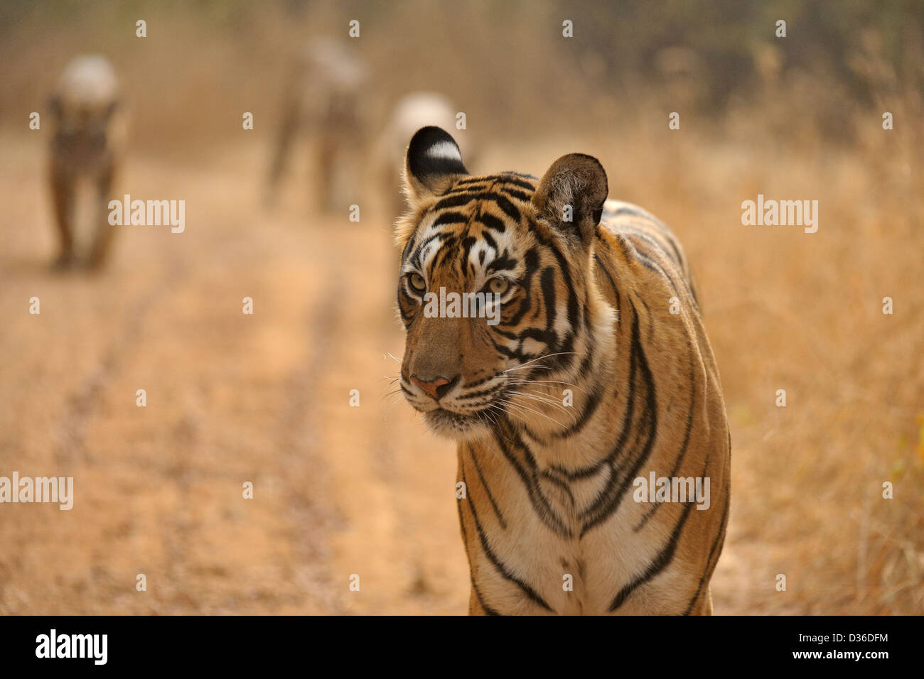 Tigress with her cubs in Ranthambhore tiger reserve, India Stock Photo ...