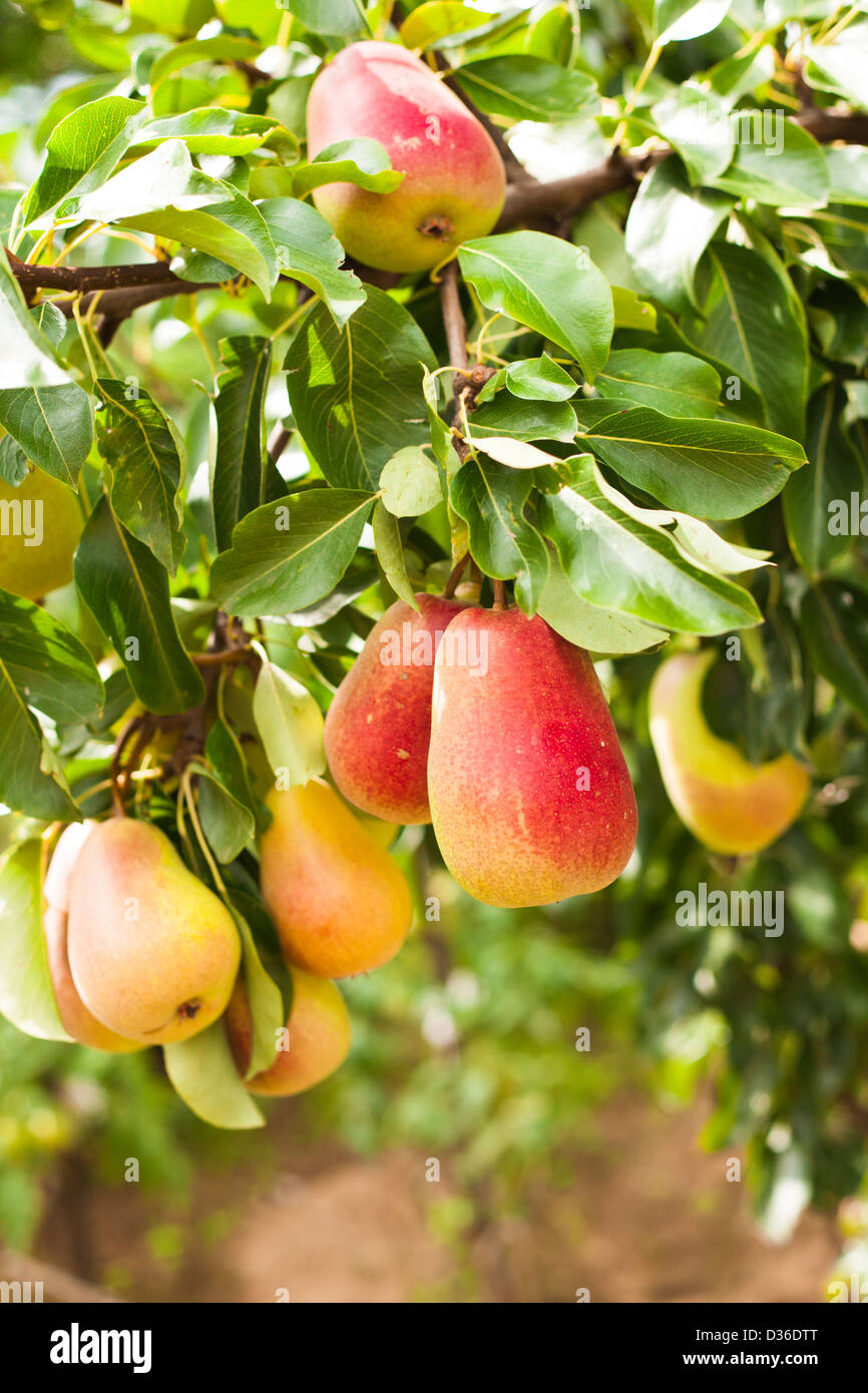 Red pears on tree in orchard hi-res stock photography and images - Alamy