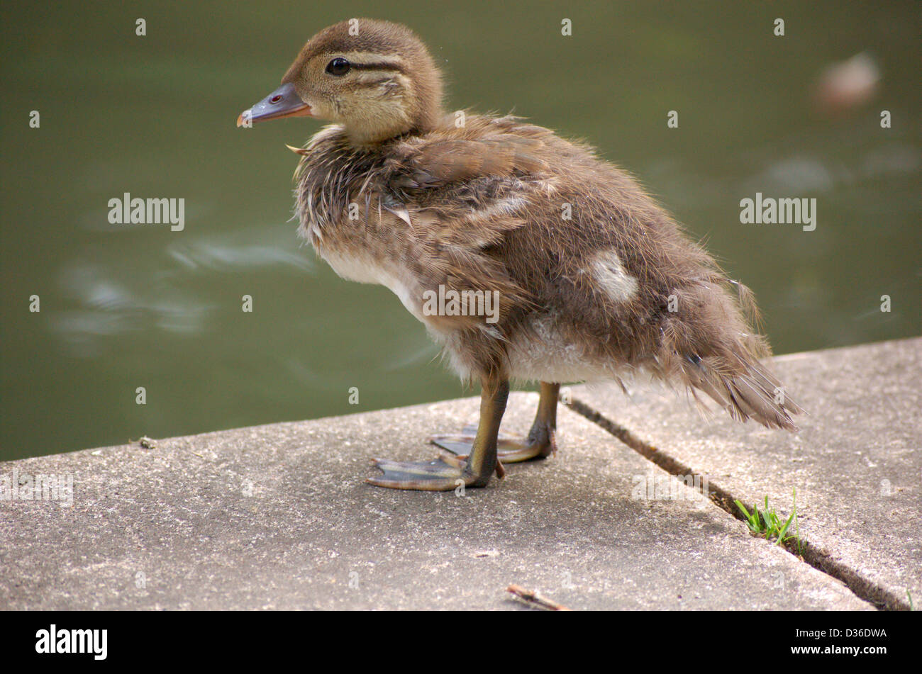 Mandarin duckling hi-res stock photography and images - Alamy