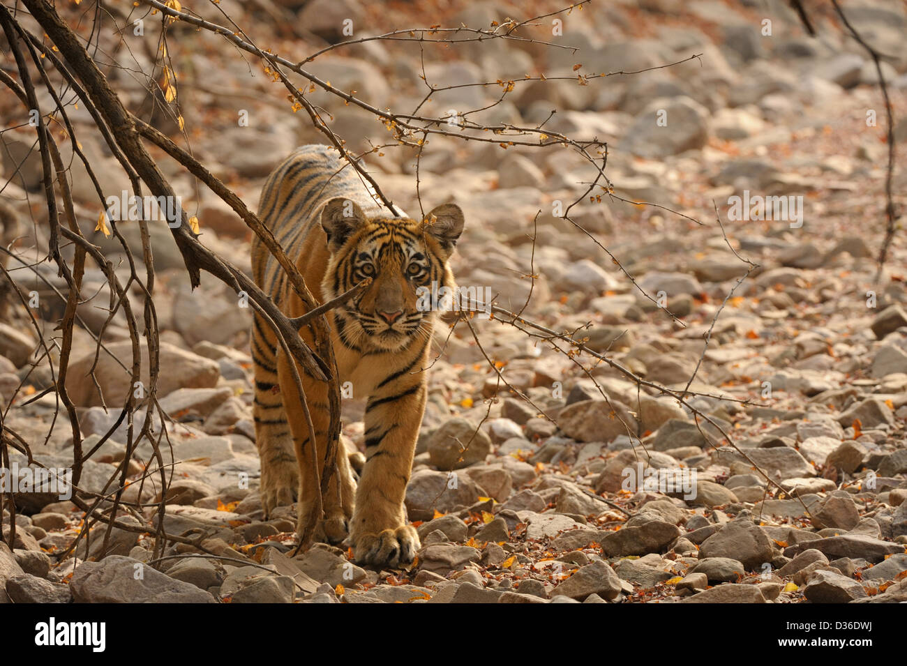 Nallah hi-res stock photography and images - Alamy