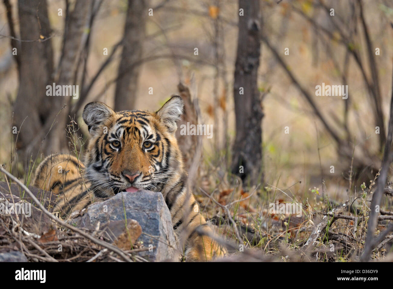 Adult male tiger hi-res stock photography and images - Alamy