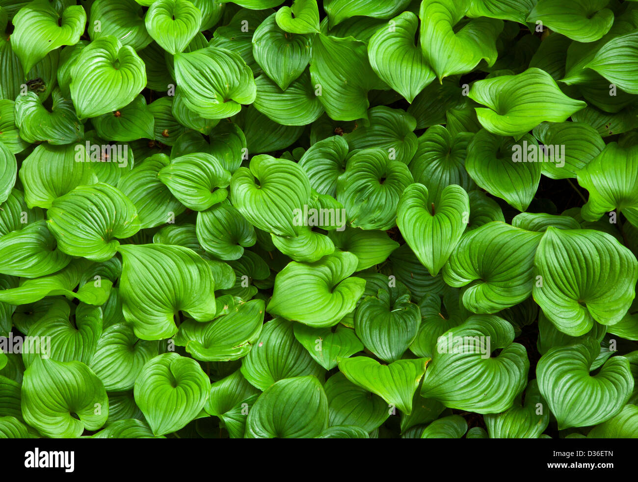 OR00992-00...OREGON - False lily-of-the-valley, maianthemum dilatatum ...