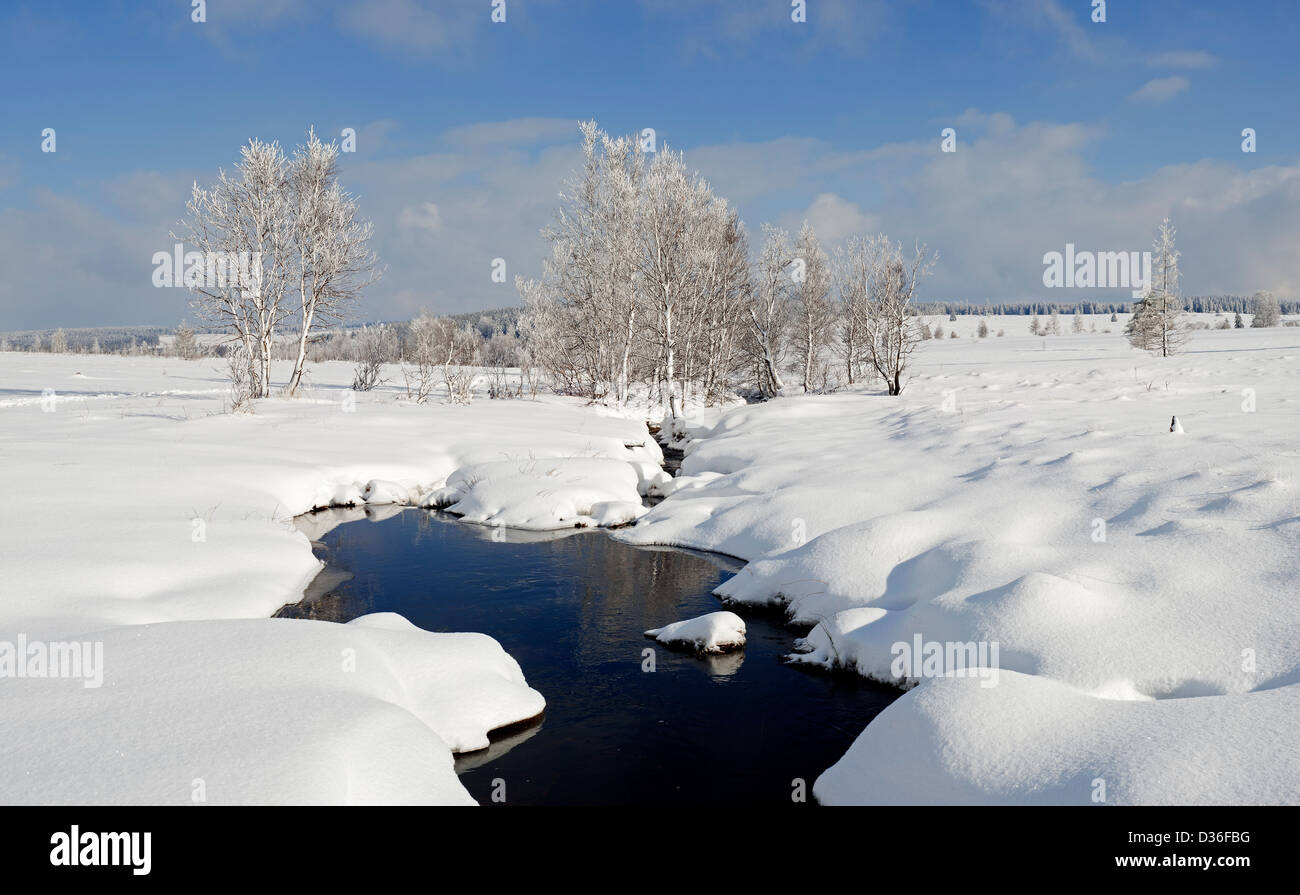 Snow covered birch trees in frozen moorland at the nature reserve High ...