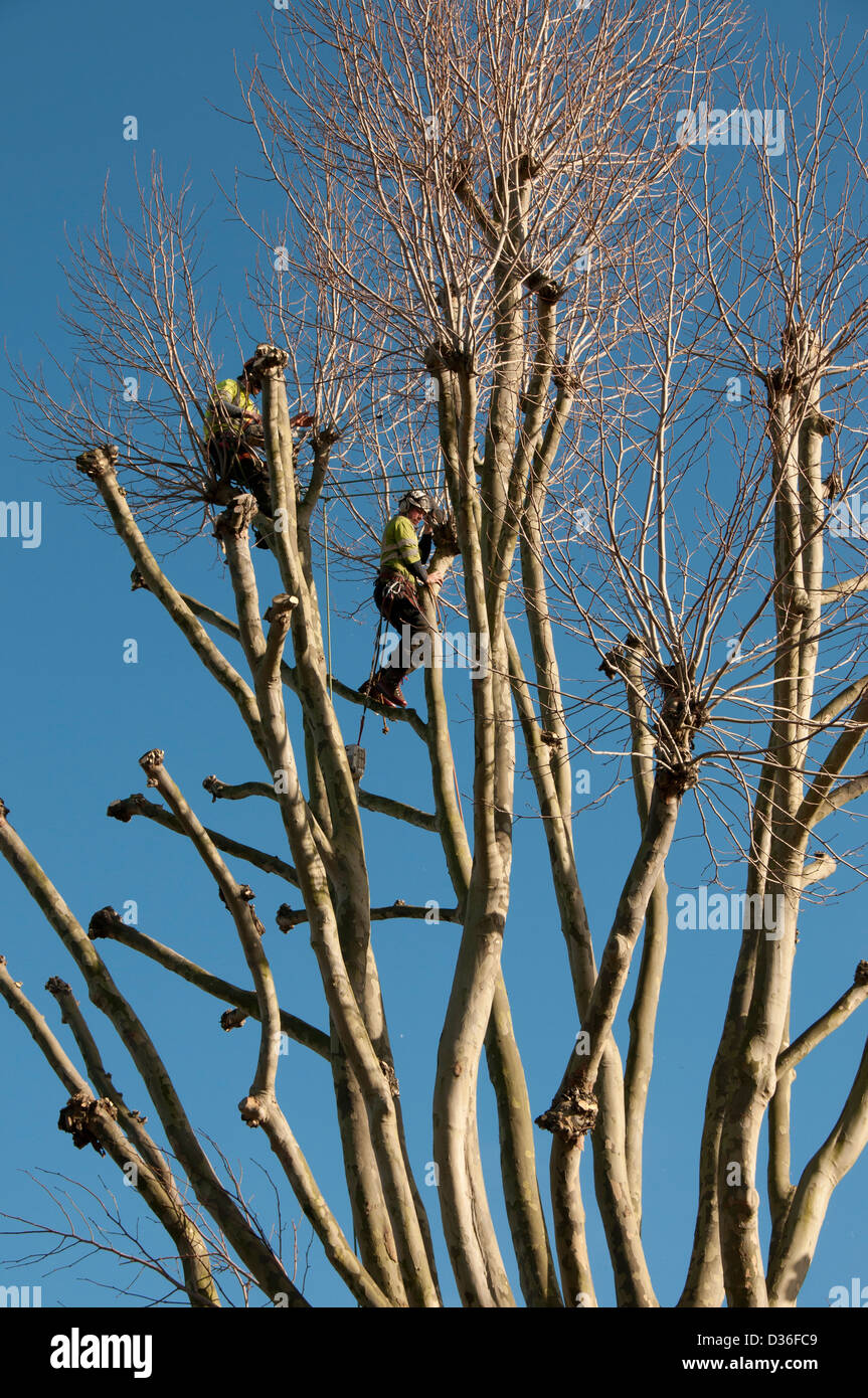 Boston Manor London. Tree surgeons at work Stock Photo - Alamy