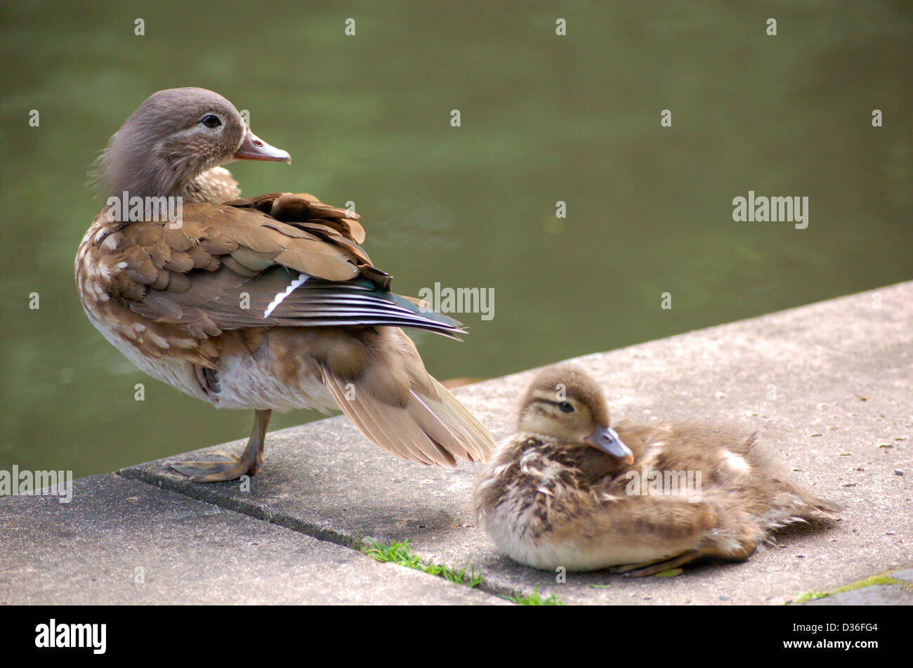 Baby Mandarin Duck
