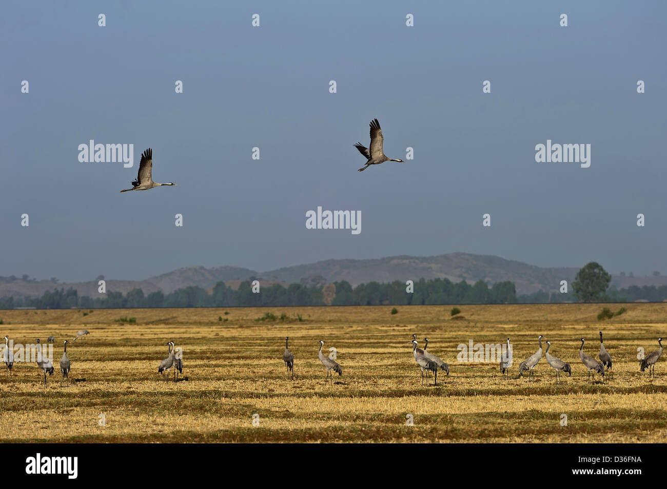 a group of Cranes, Ethiopia Stock Photo - Alamy