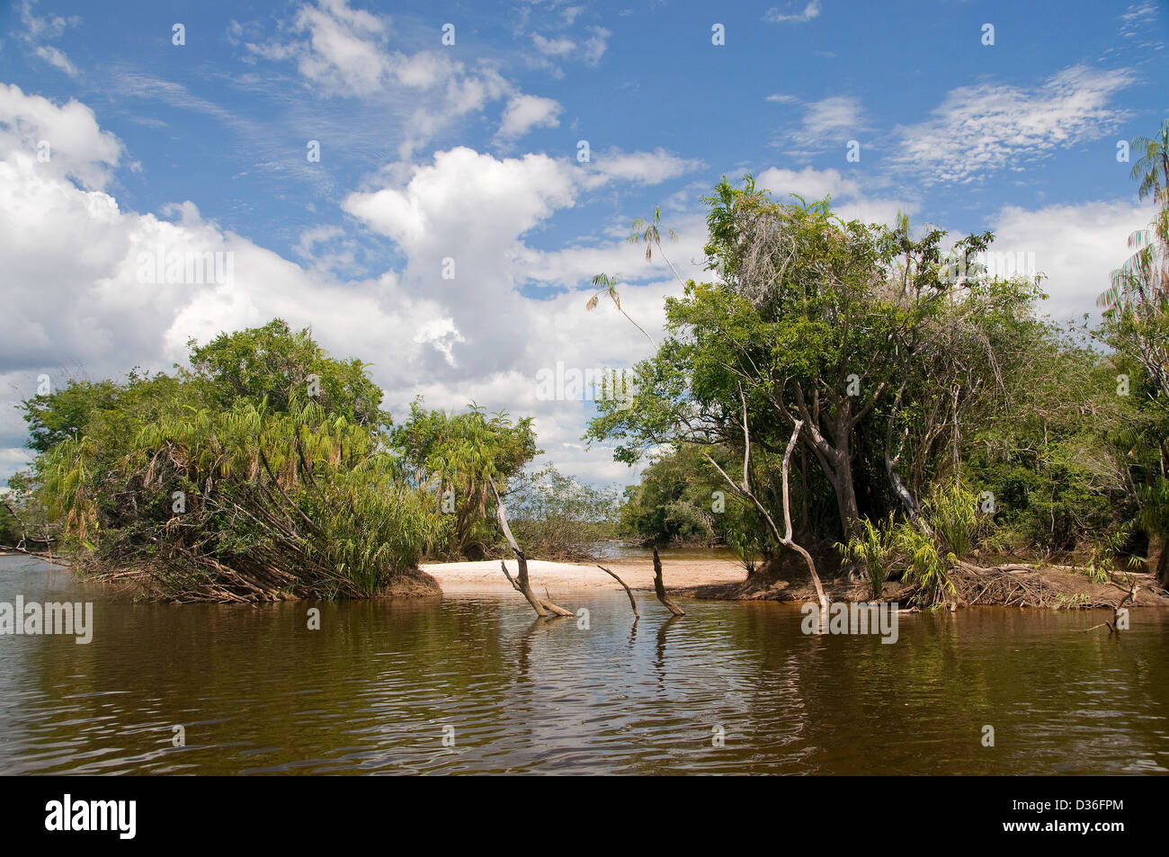 The habitat in the lagoons and small tributary rivers like the Araca ...