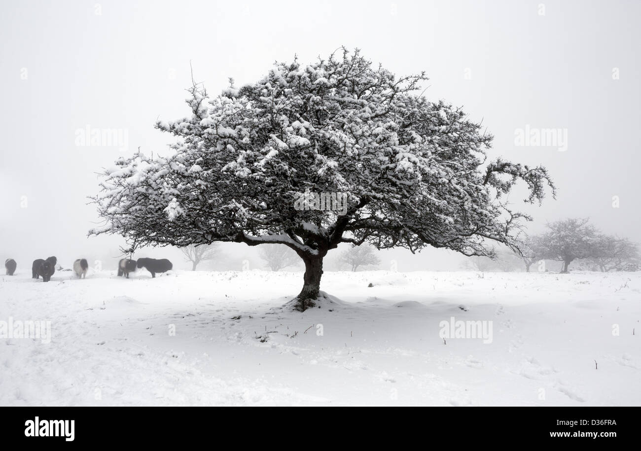 Mist uk tree hi-res stock photography and images - Alamy