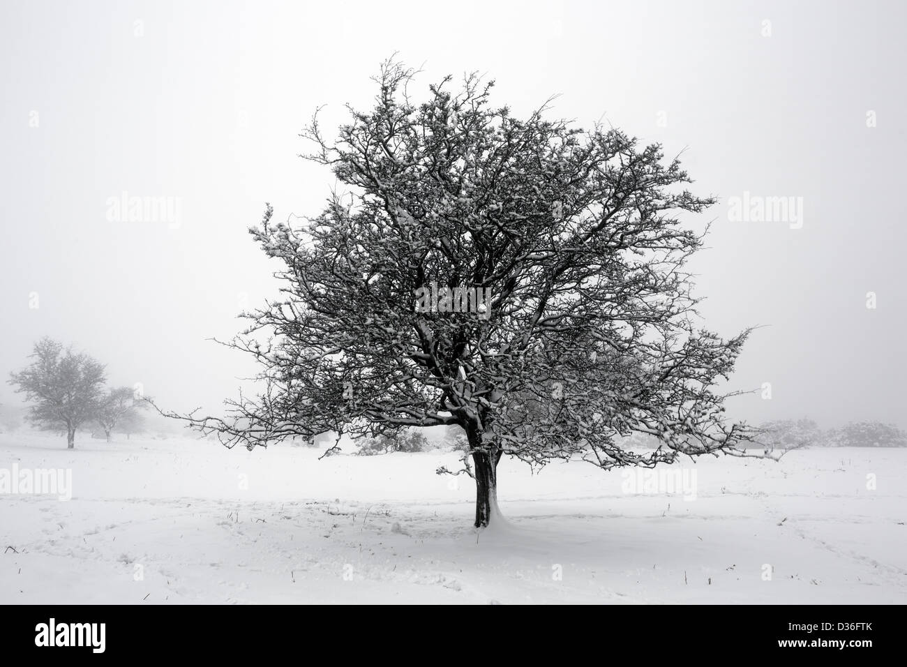 Mist uk tree hi-res stock photography and images - Alamy