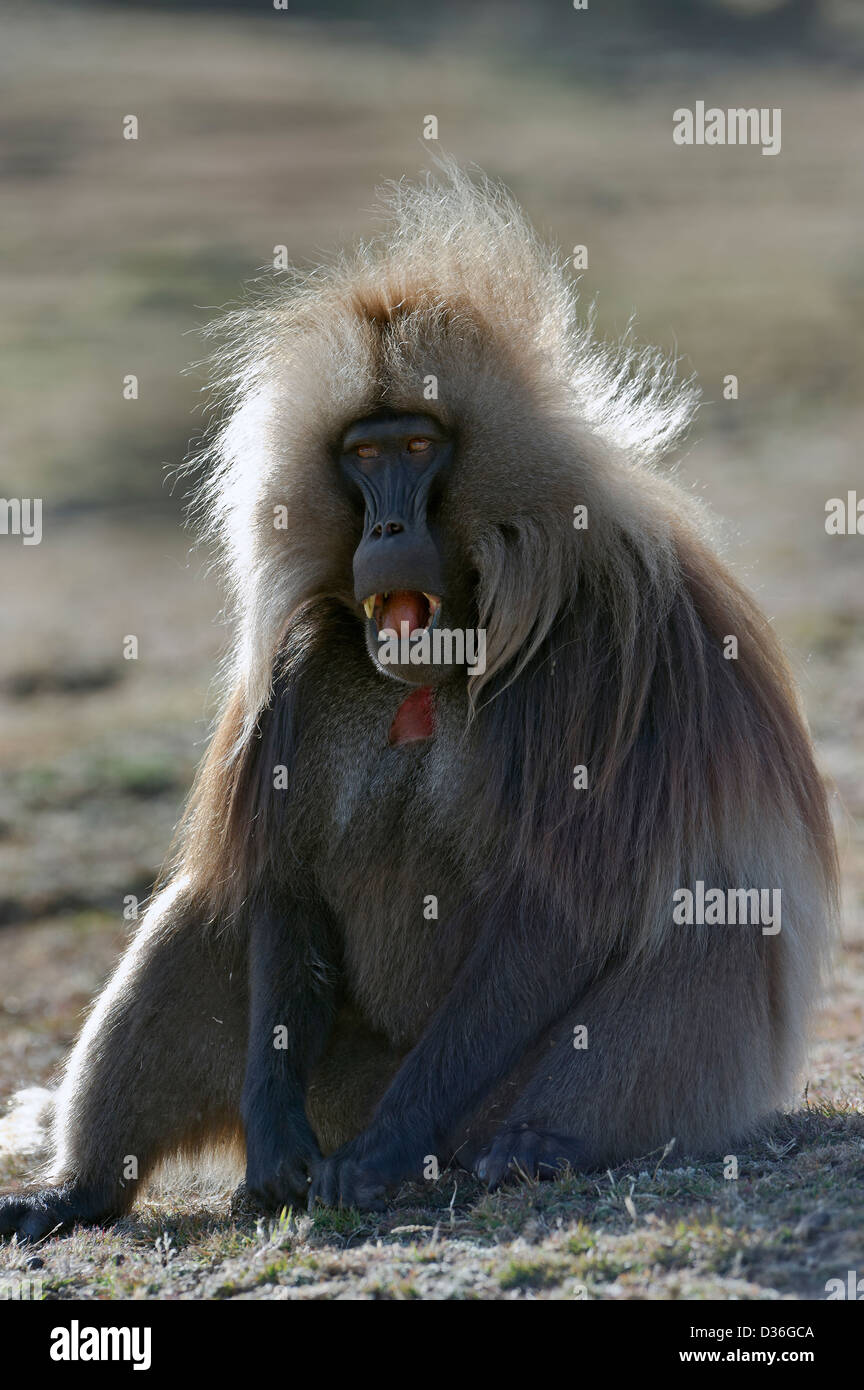Gelada Baboon Fight