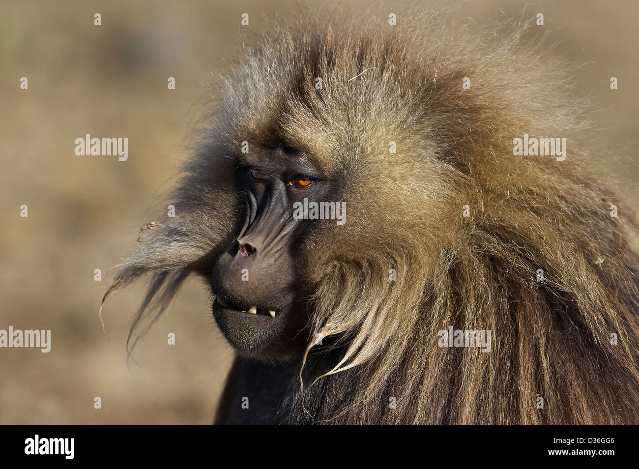 portrait of a male Gelada baboon, Simien mountains, Ethiopia Stock ...