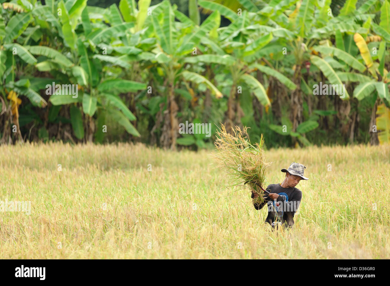 Burmese farmer harvesting rice in hi-res stock photography and images ...