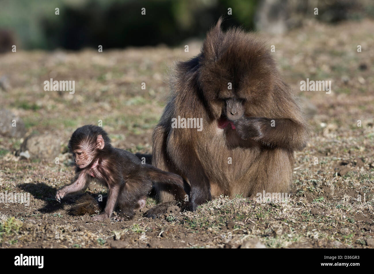 female Gelada baboon and its young, Simien mountains, Ethiopia Stock ...
