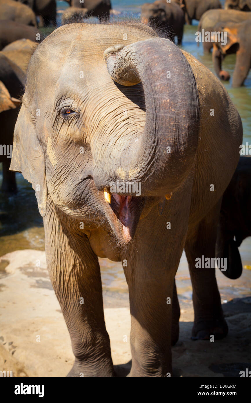 Indian bull elephant hi-res stock photography and images - Alamy