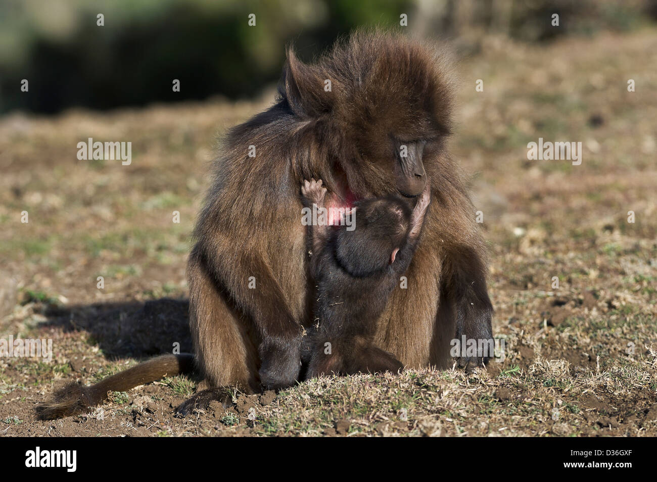 a female Gelada baboon suckling its young, Simien mountains, Ethiopia ...