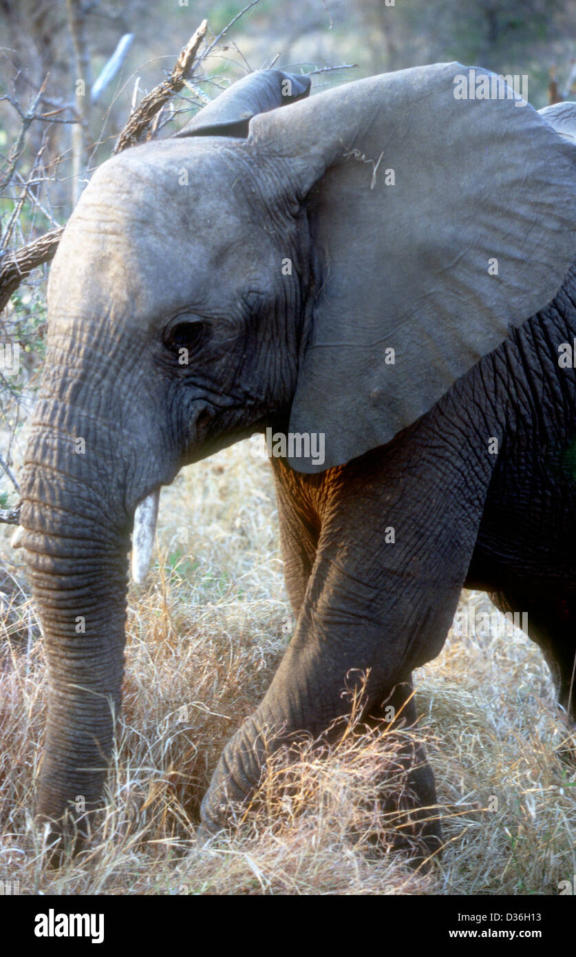 African Elephant in Sabi Sands Game Reserve showing large big ears ...