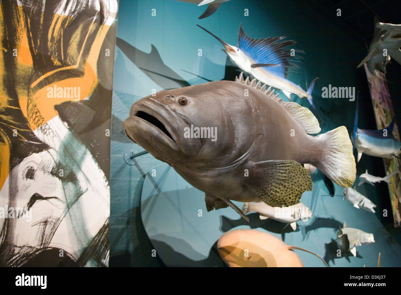 Marine life display, Museum and Art Galleries of the Northern Territory ...