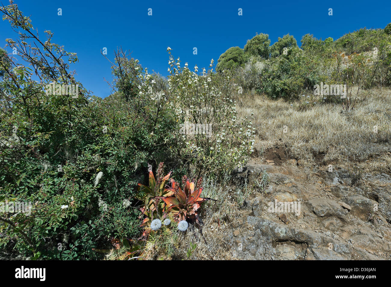 Ethiopian bush hi-res stock photography and images - Alamy