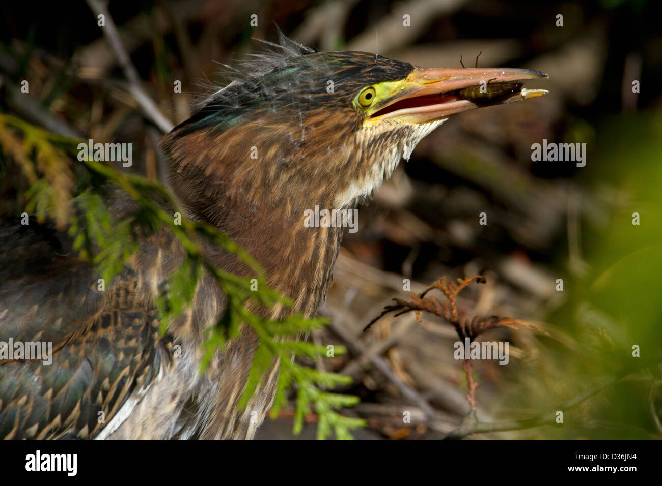 British wetland fish eating bird hi-res stock photography and images ...