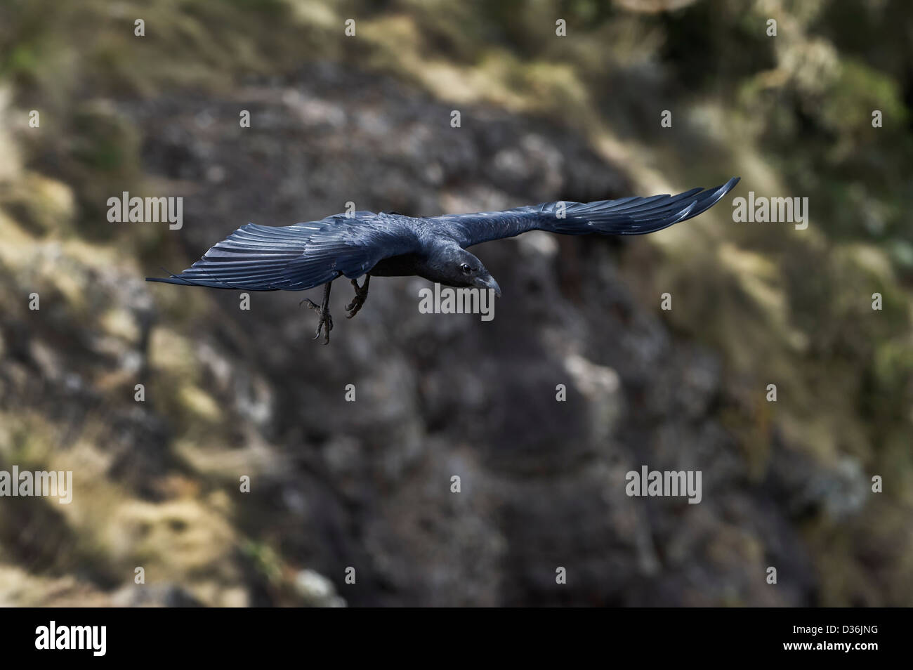a Fan-tailed Raven on the wing, Corvus rhipidurus, Simien mountains ...