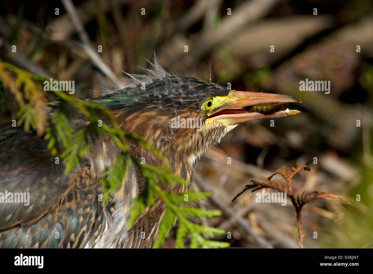 British wetland fish eating bird hi-res stock photography and images ...