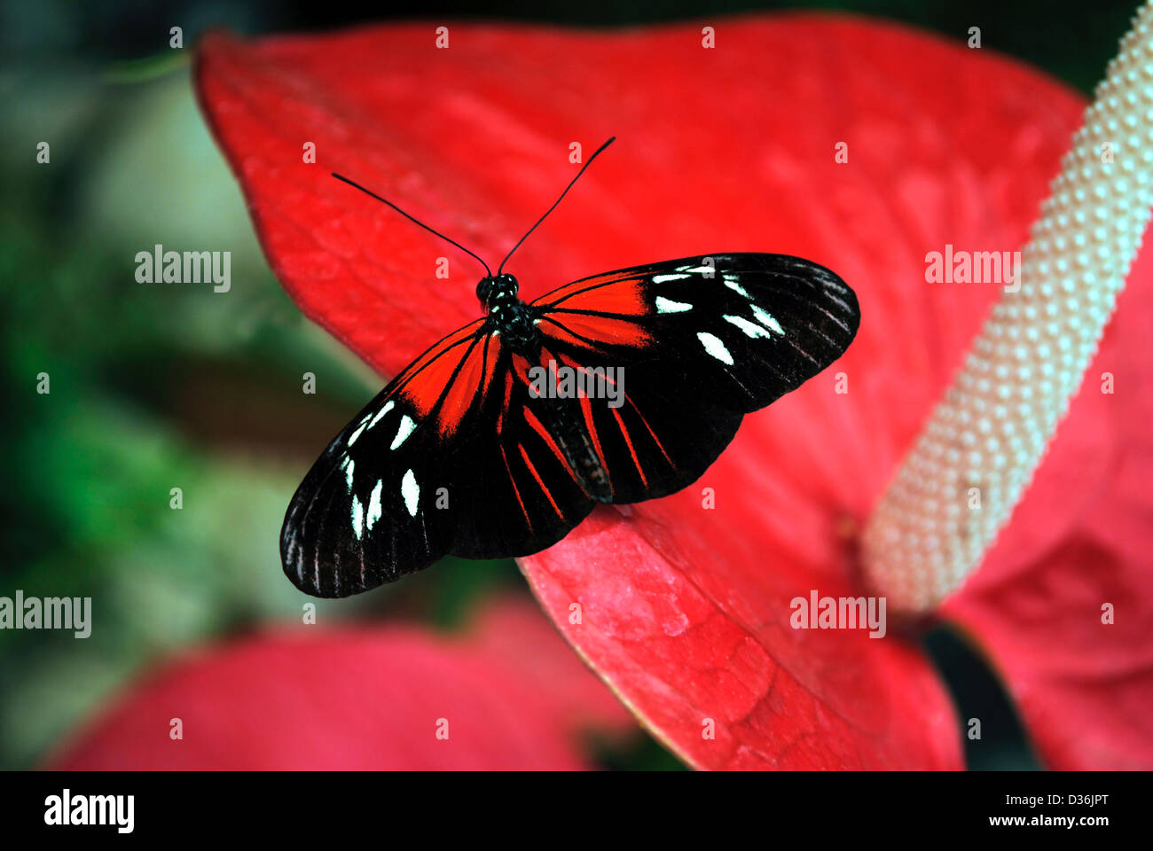 Doris Longwing Butterfly Latin name Heliconius Doris Stock Photo - Alamy