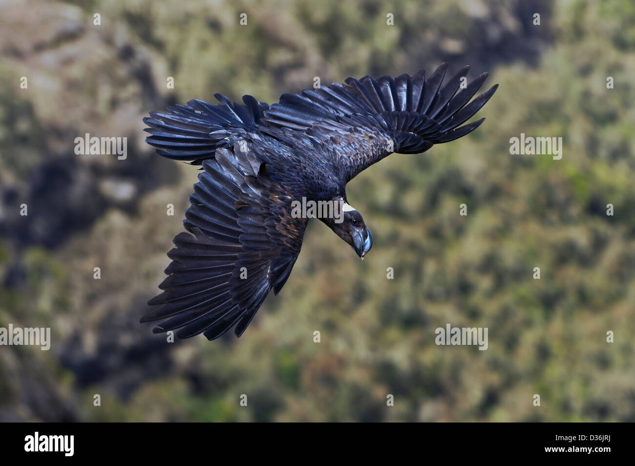 a Thick-billed Raven on the wing, Corvus crassirostris, Simien ...
