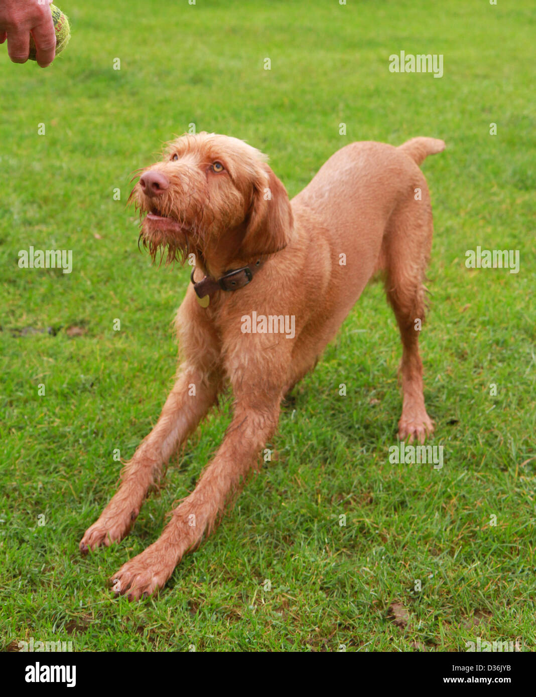 Vizsla wirehaired dog breed Stock Photo - Alamy