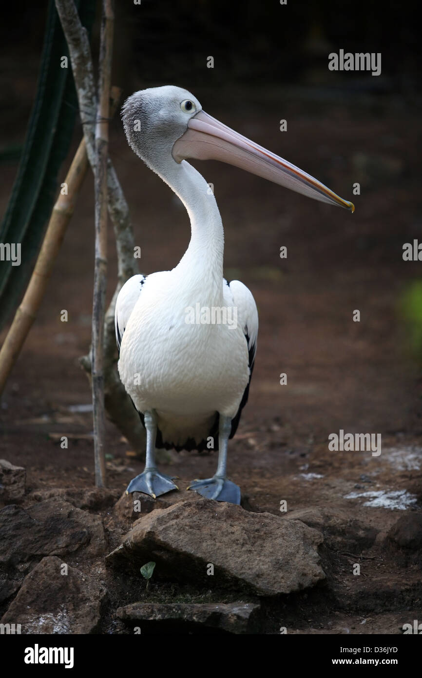 Pelican profile showing the pouched beak. Bali zoo. Indonesia Stock ...