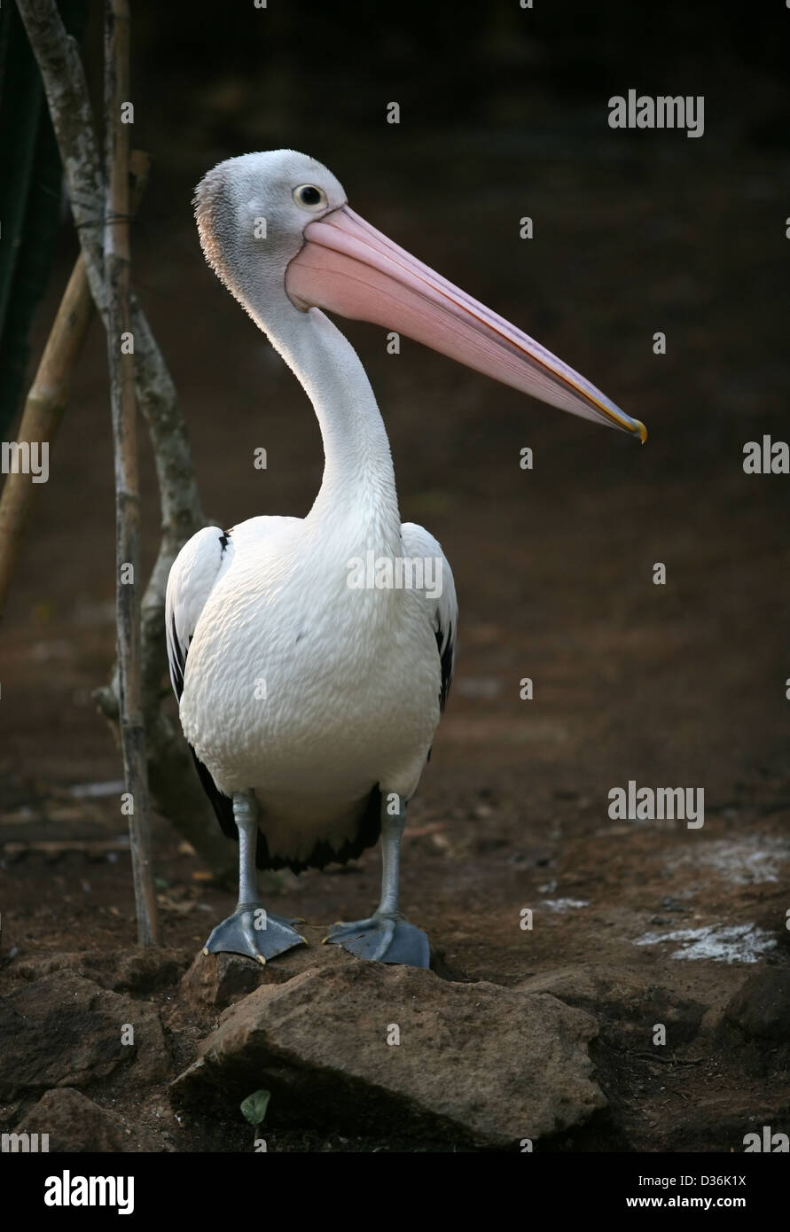 Pelican profile showing the pouched beak Stock Photo - Alamy
