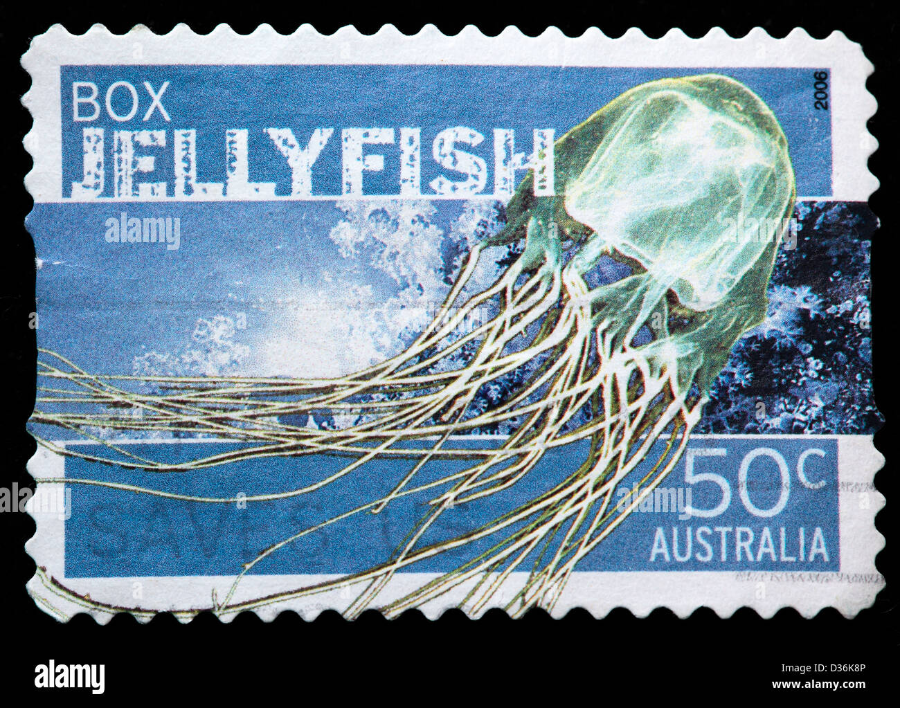 Box jellyfish australia hi-res stock photography and images - Alamy