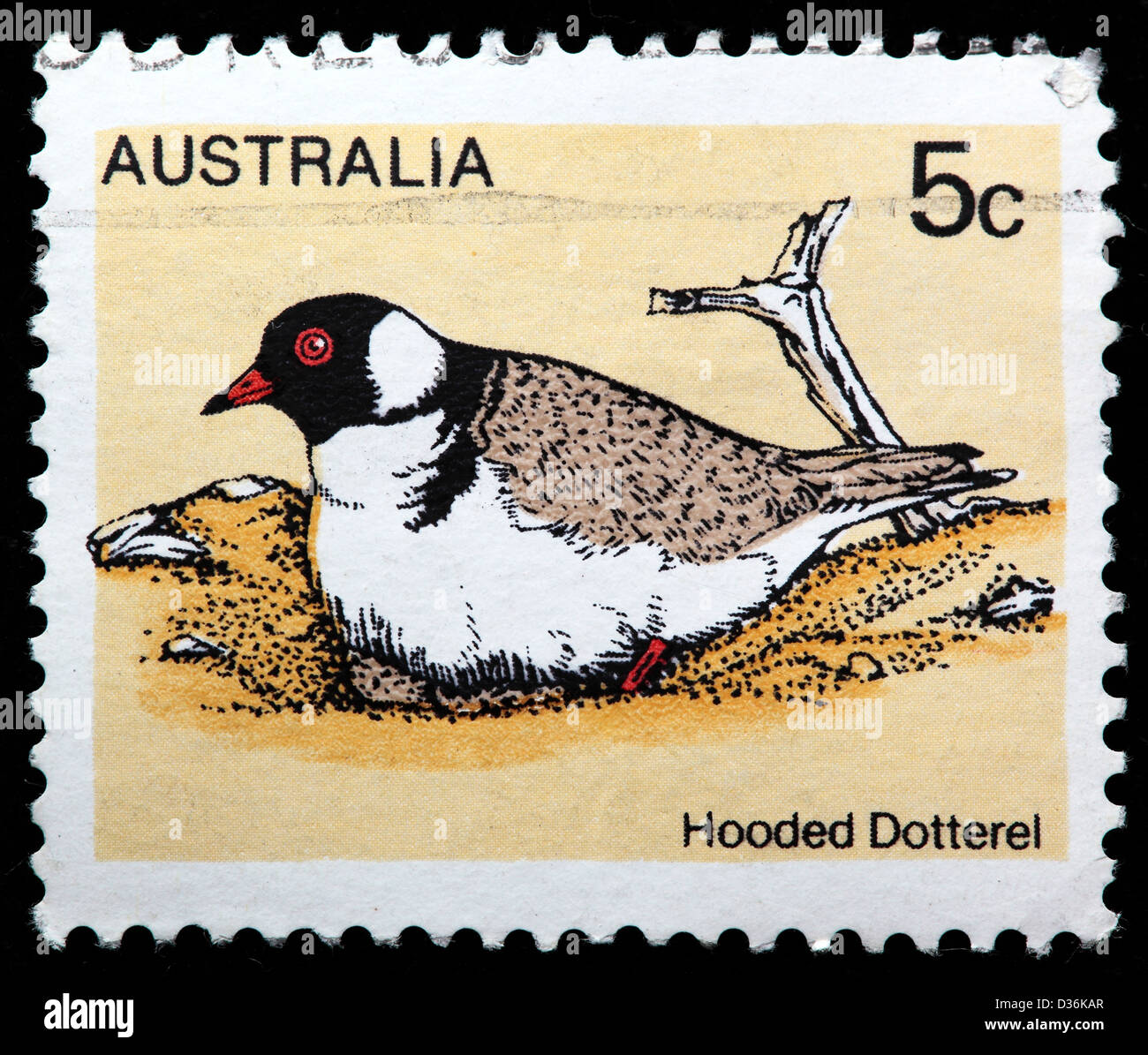 Hooded Dotterel, postage stamp, Australia, 1978 Stock Photo - Alamy
