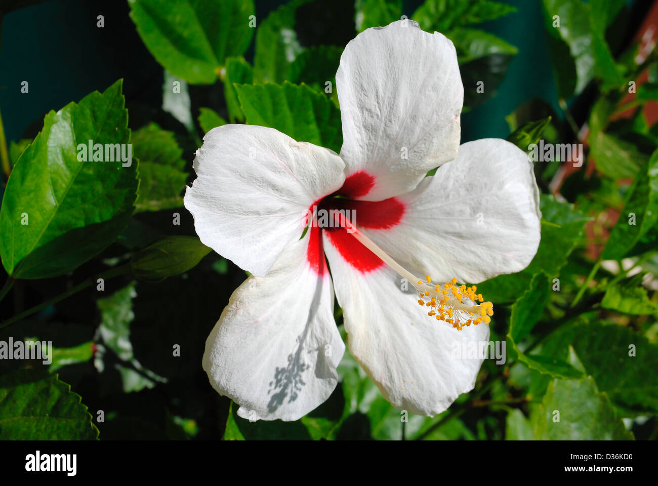 Bud hibiscus hibiscus sp hi-res stock photography and images - Alamy