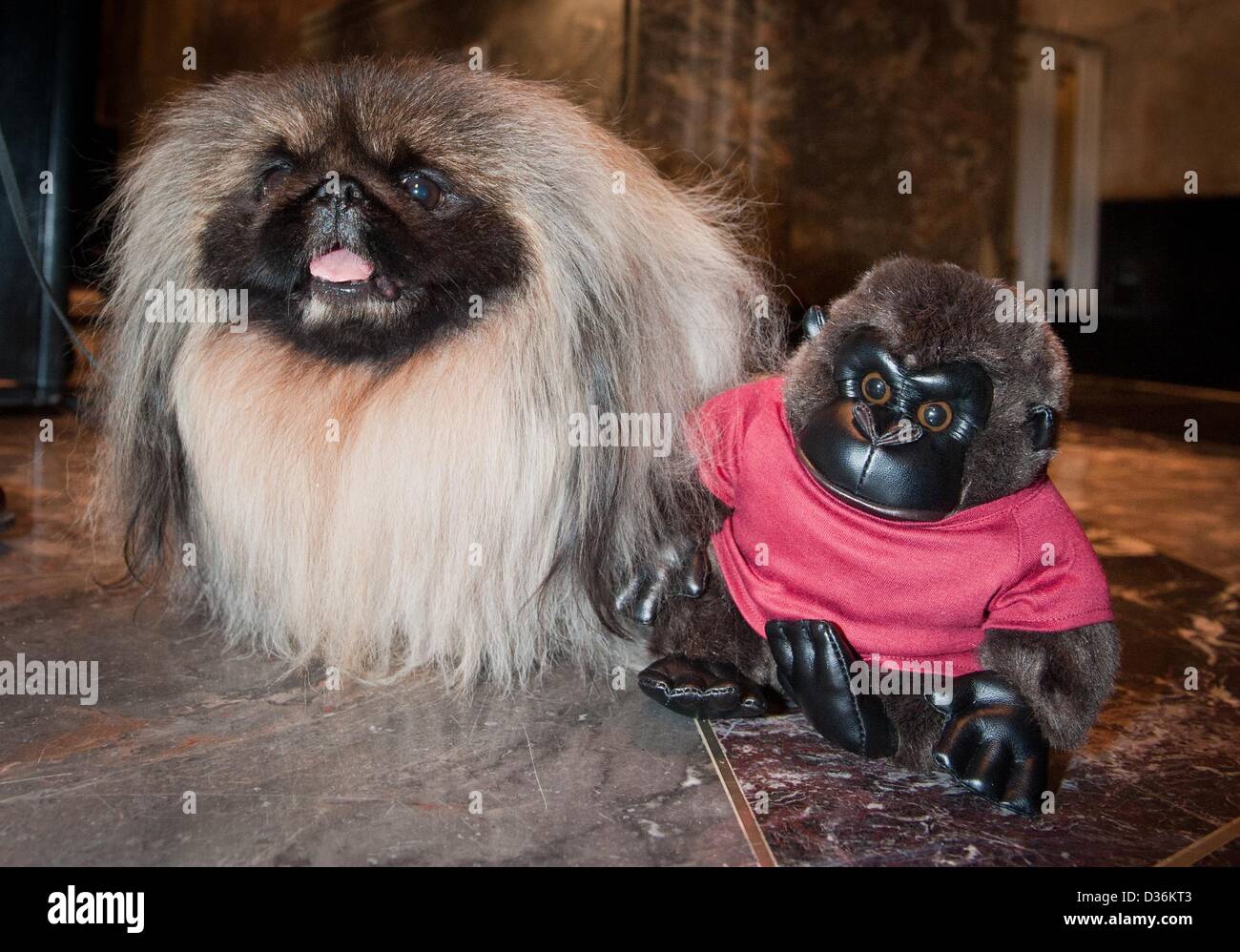 New York, New York, U.S. 11th Feb, 2013. The 2012 Westminster Kennel ...